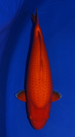 Karashigoi | koiAqua.de