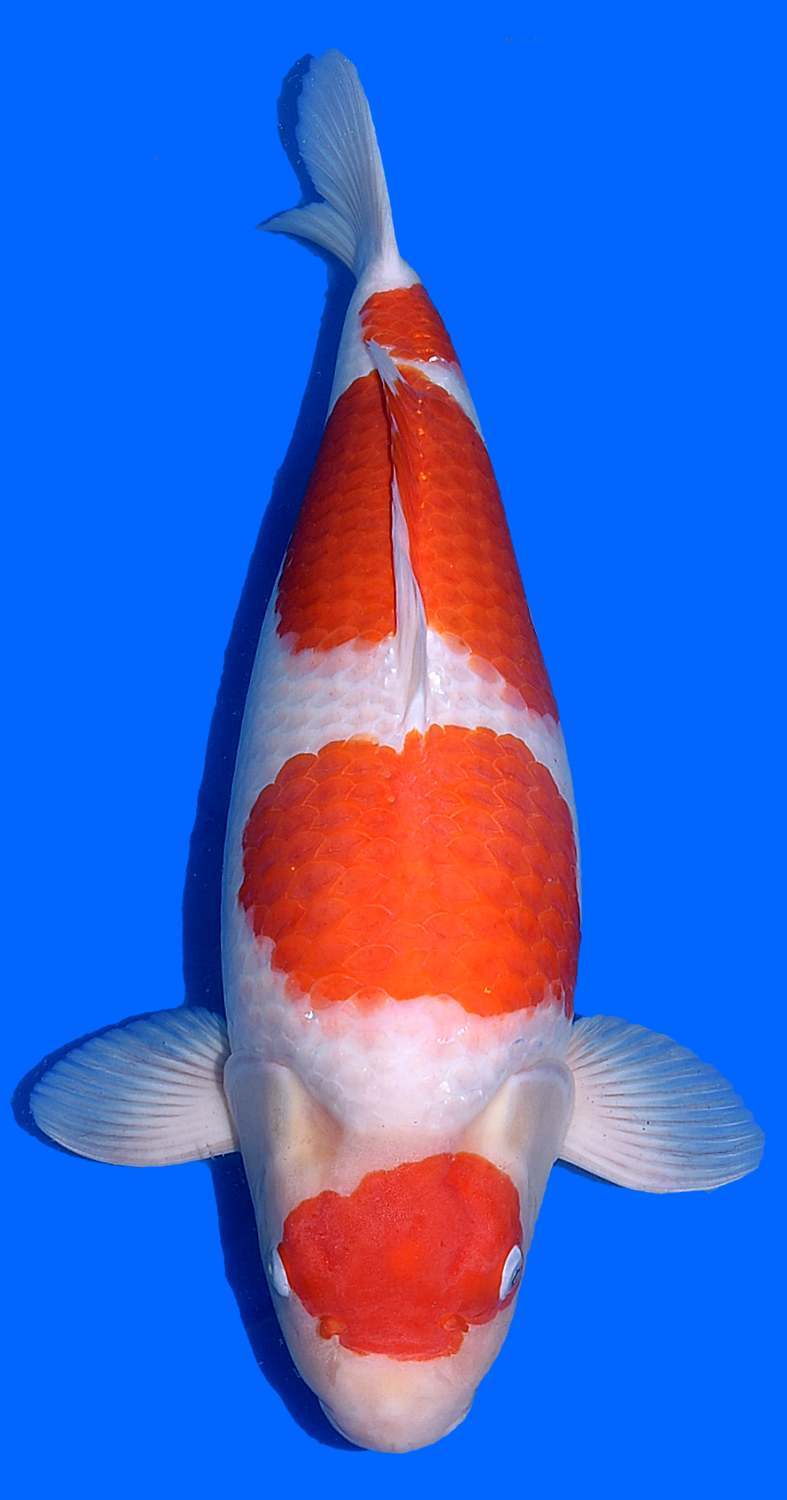 Maruten Kohaku Momotaro 63cm Sansai Female VHQ | Online kaufen ...