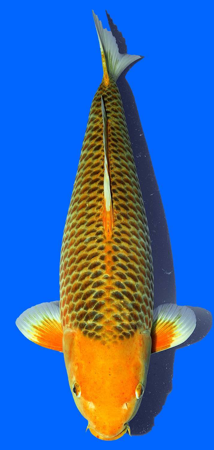 Golden Corn Taniguchi 52cm Sansai Female VHQ - VERKAUFT! | Online ...
